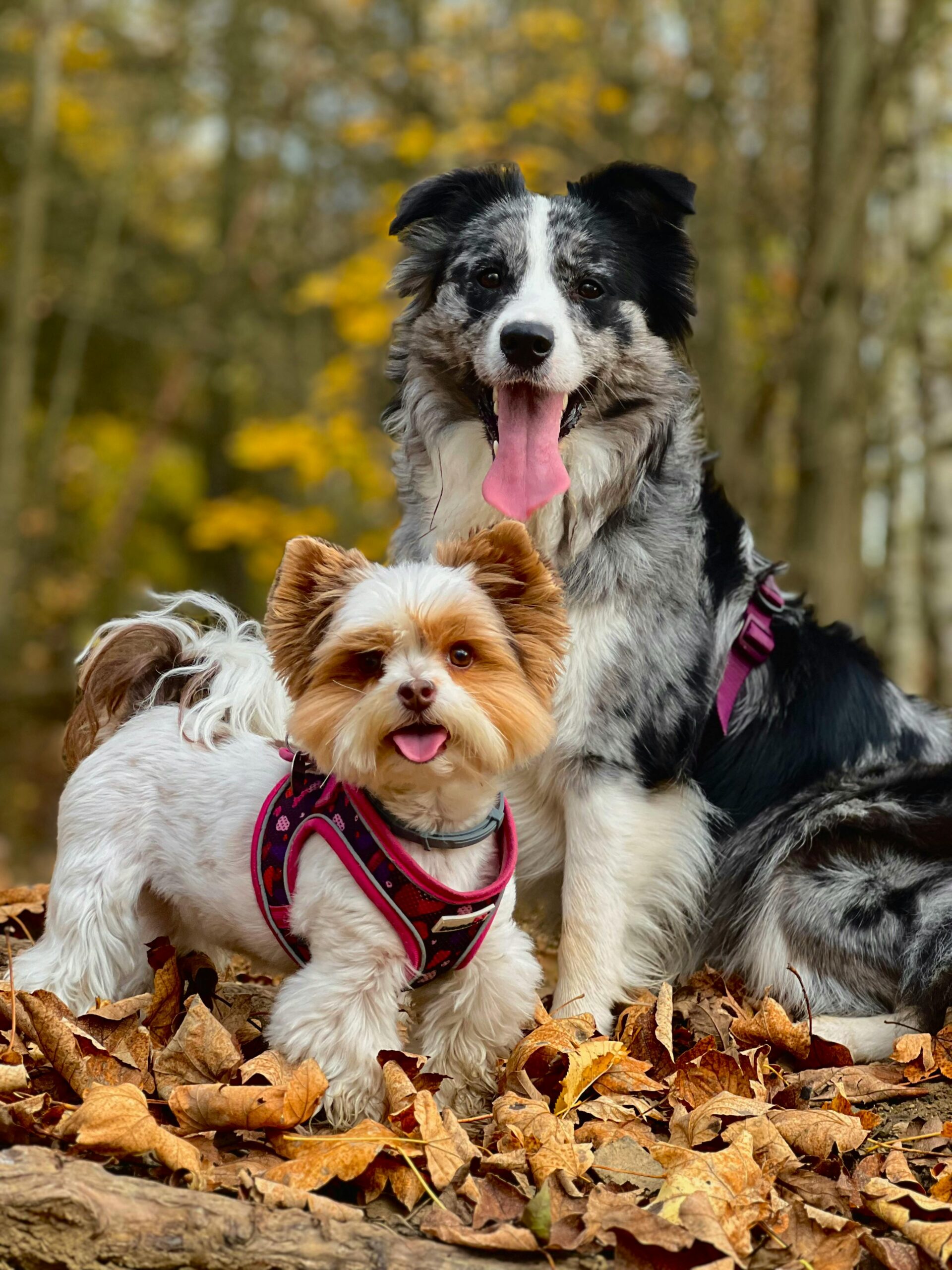 Top 5 Exciting Fall Dog Activities That Reinforce Obedience | Off Leash ...